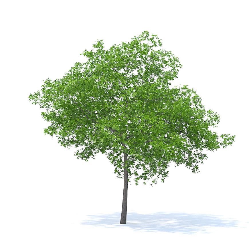 Cherry Tree 3D Model 6.5m