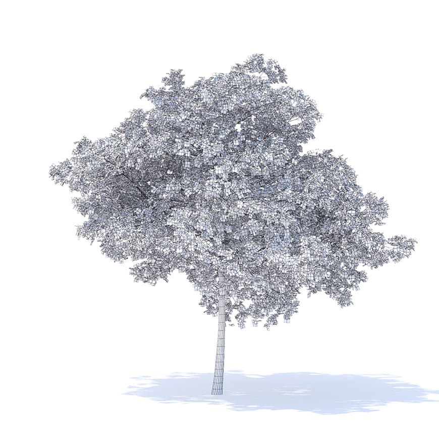 Cherry Tree 3D Model 6.5m