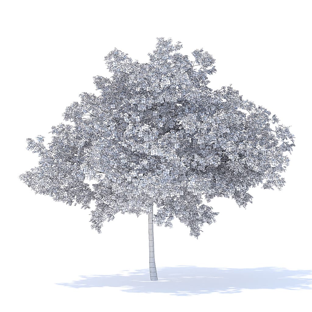 Cherry Tree 3D Model 6.5m
