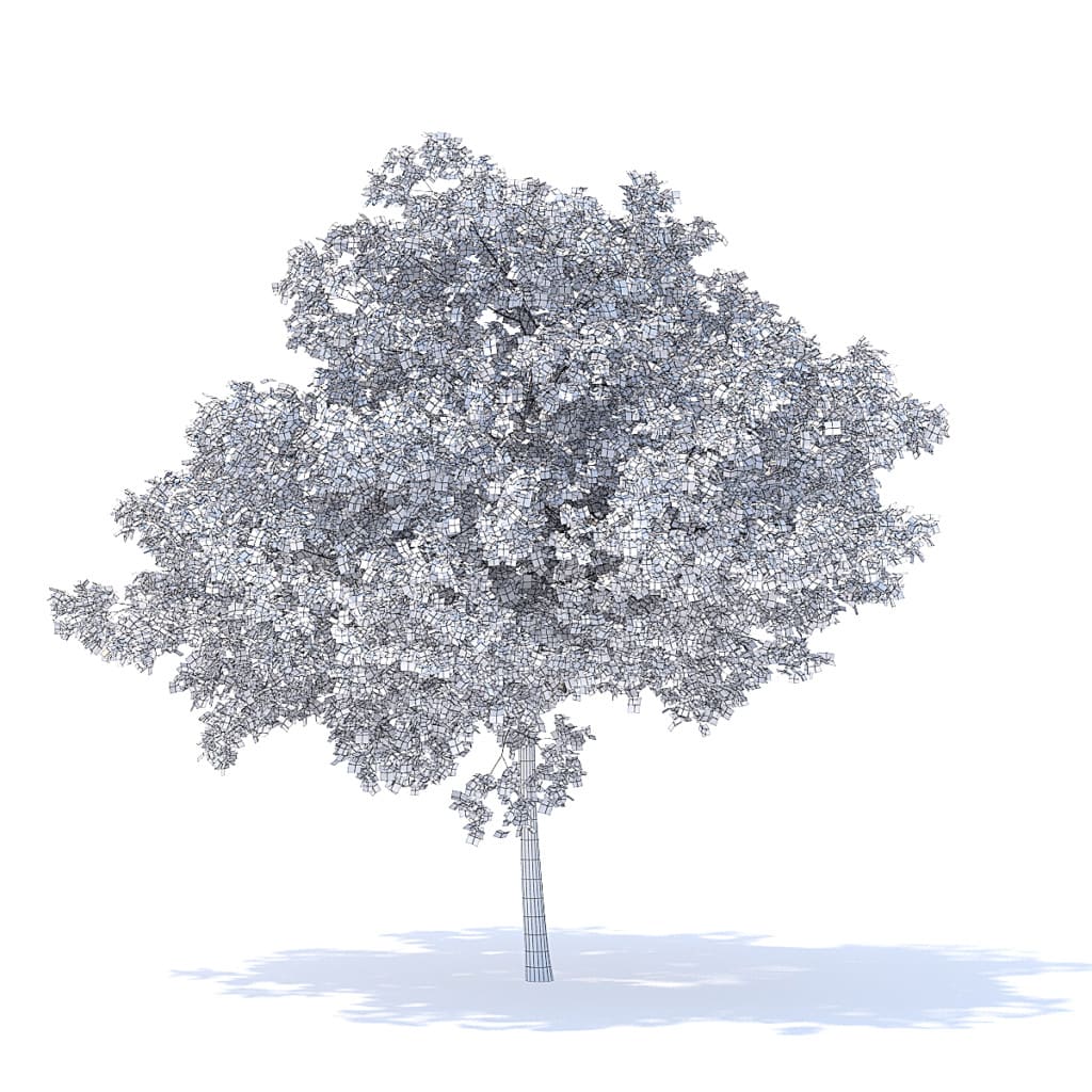 Cherry Tree 3D Model 6.5m