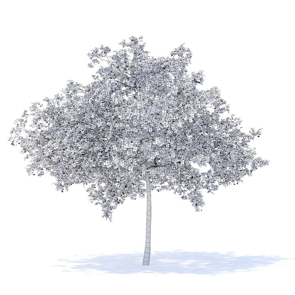 Cherry Tree with Fruits 3D Model 6.5m