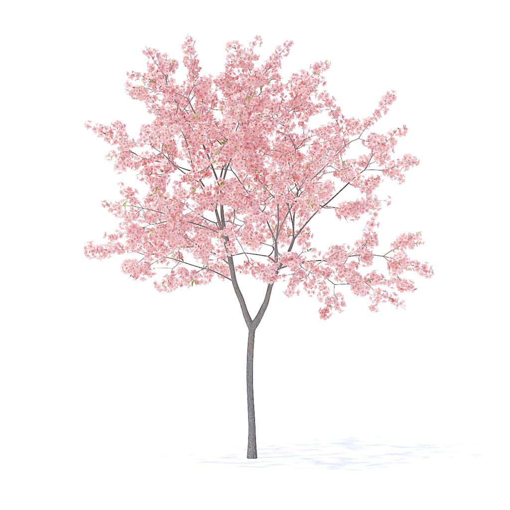 Peach Tree with Flowers 3D Model 2.3m