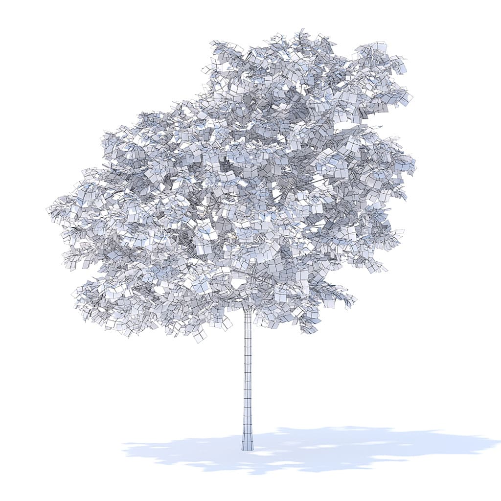 Peach Tree 3D Model 3m