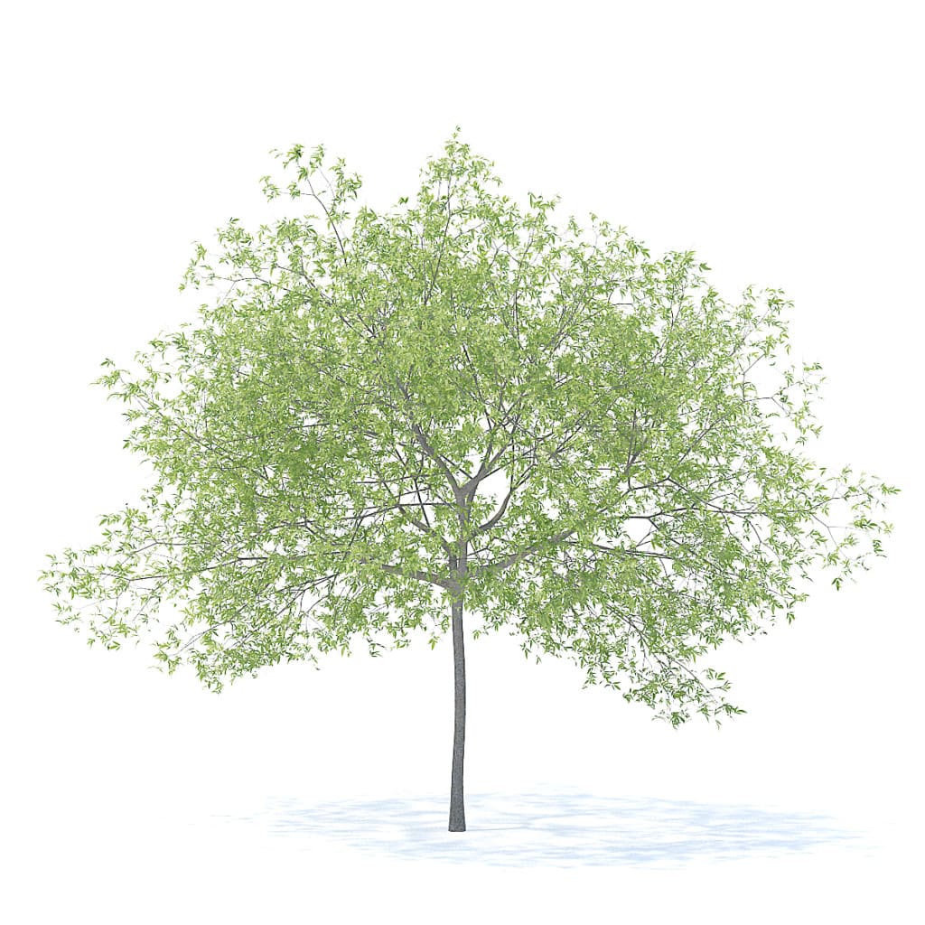 Peach Tree 3D Model 5.8m