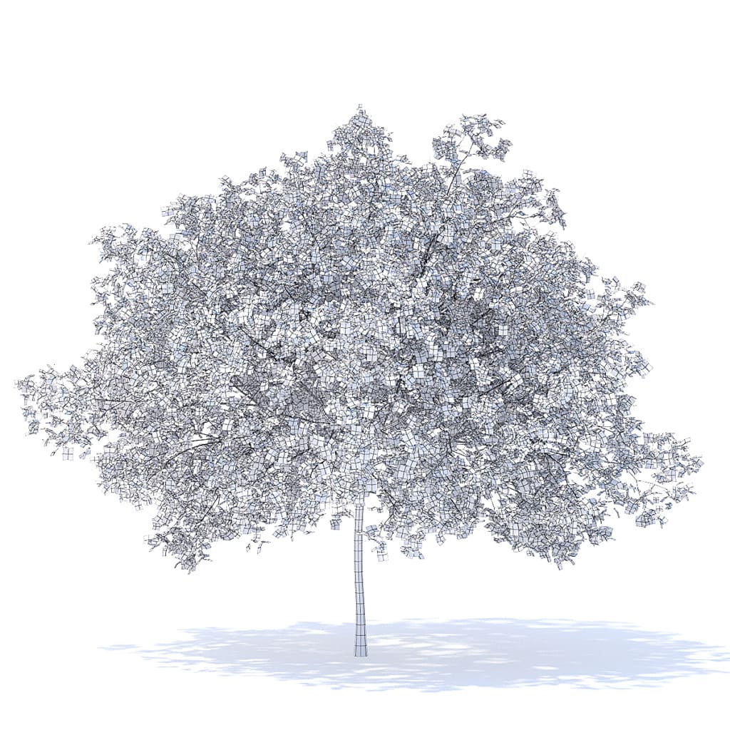 Peach Tree 3D Model 5.8m