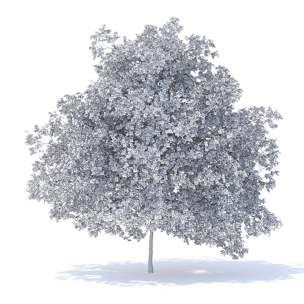 Peach Tree 3D Model 7.5m