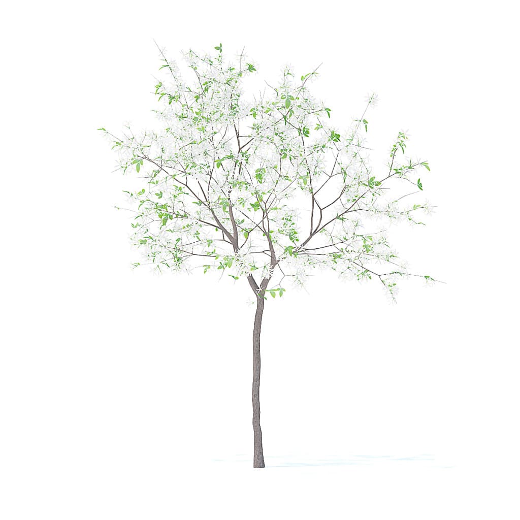 Lemon Tree with Flowers 3D Model 2.4m