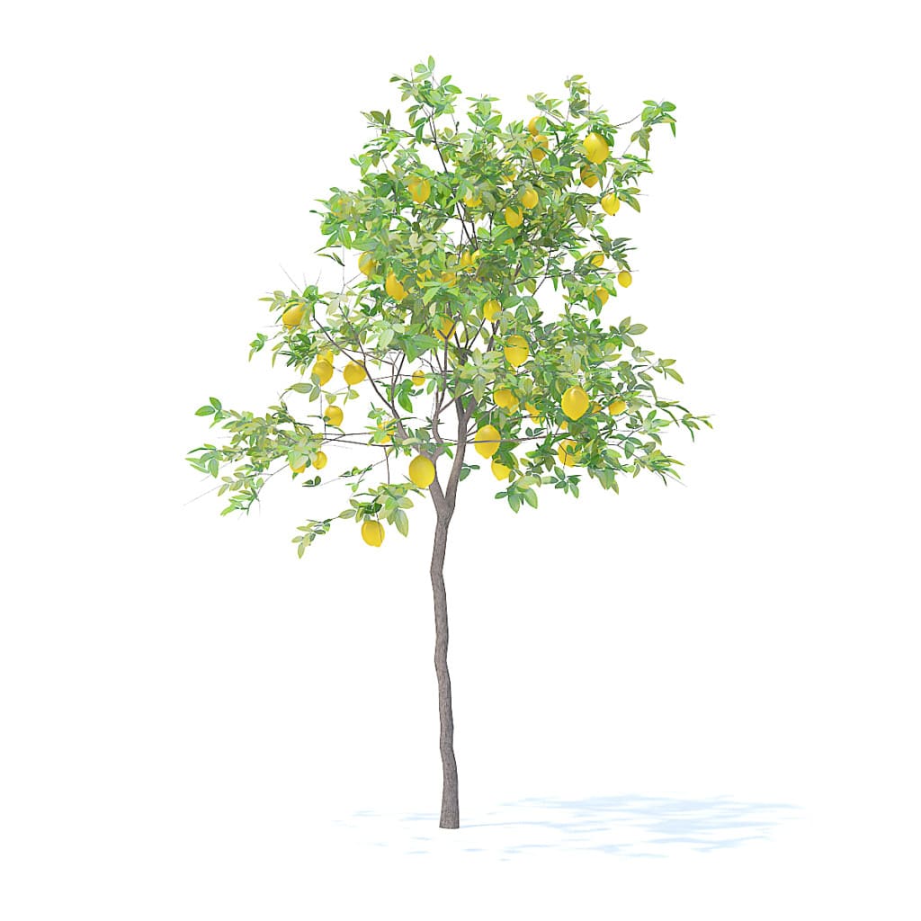 Lemon Tree with Flowers 3D Model 2.4m
