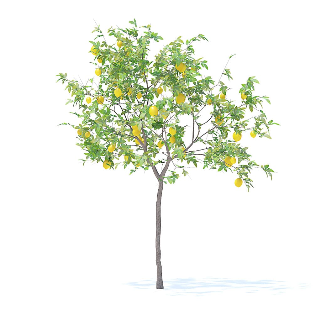 Lemon Tree with Flowers 3D Model 2.4m