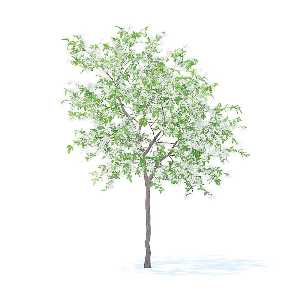 Lemon Tree with Flowers 3D Model 3.1m