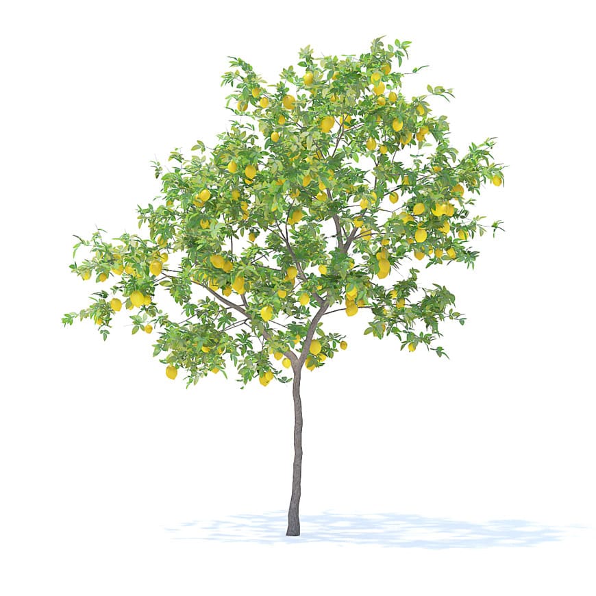 Lemon Tree with Fruits 3D Model 3.1m
