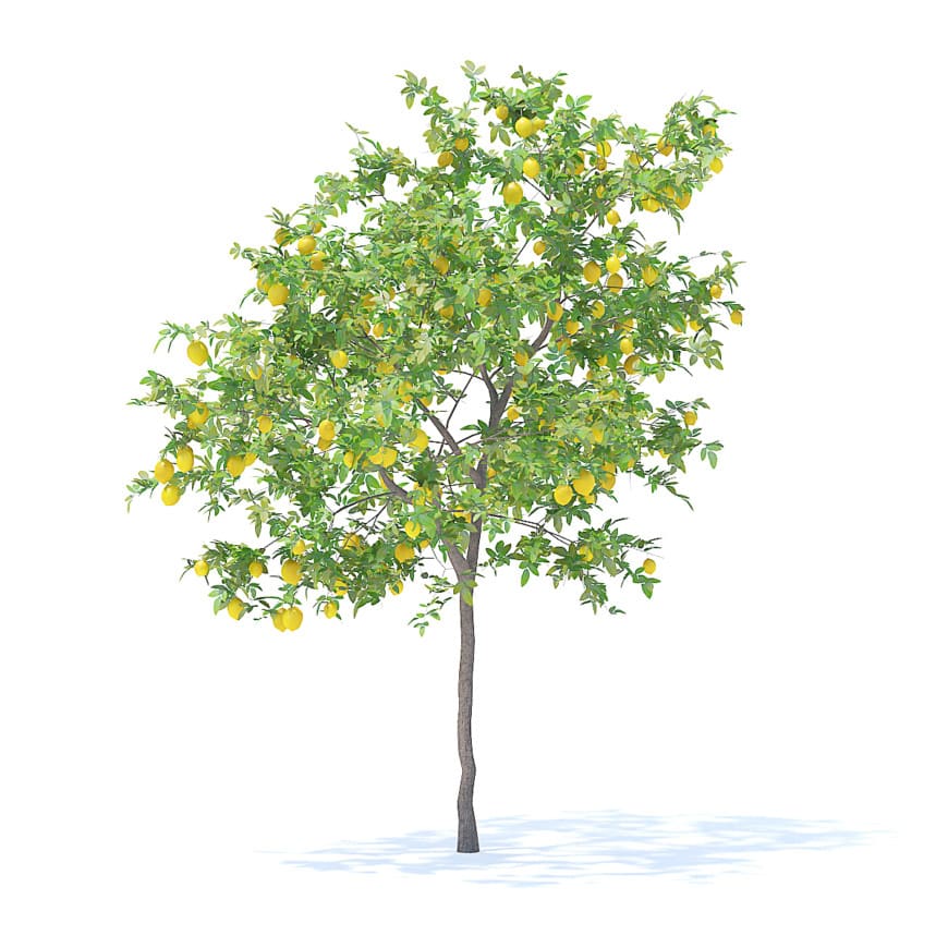 Lemon Tree with Fruits 3D Model 3.1m