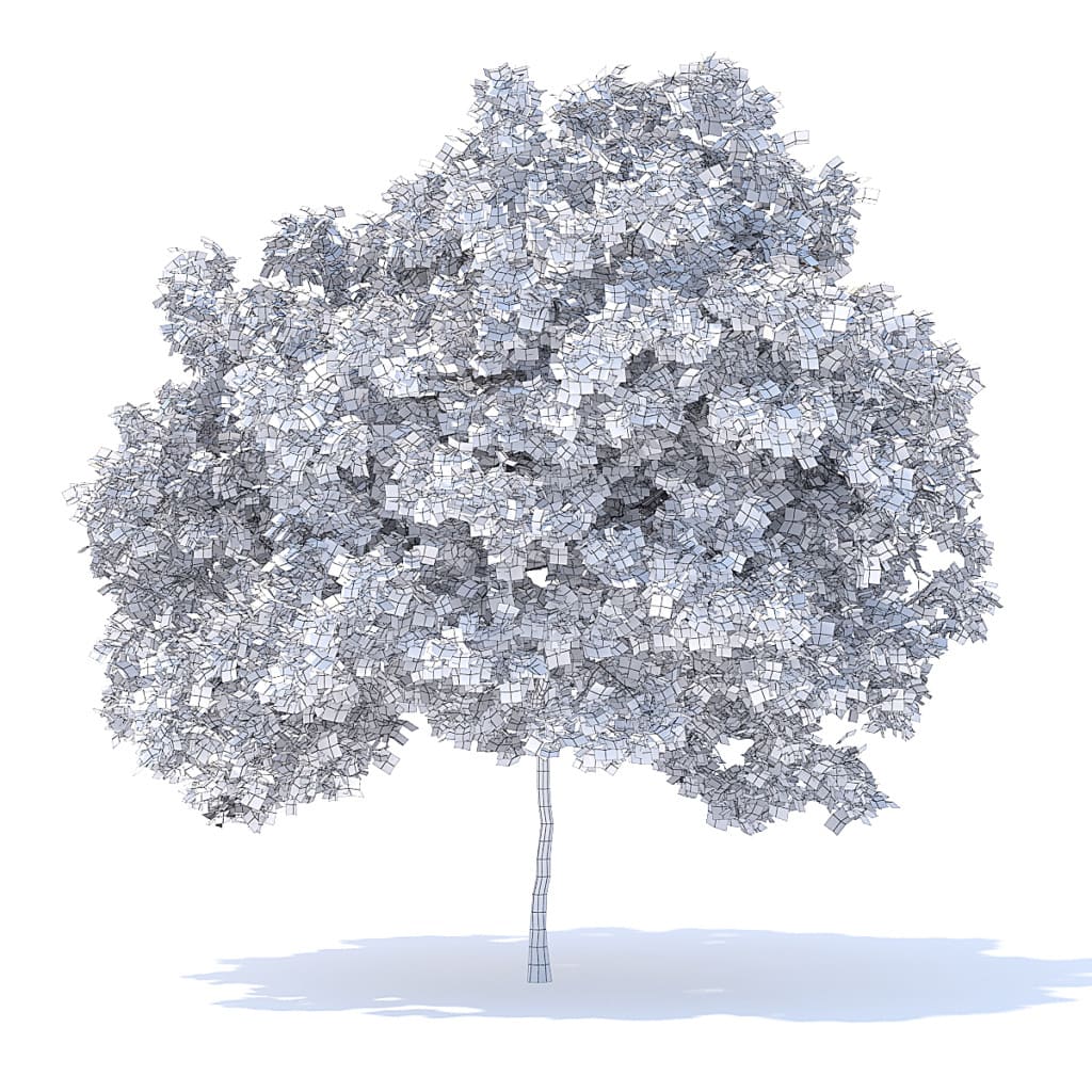 Lemon Tree 3D Model 4.4m