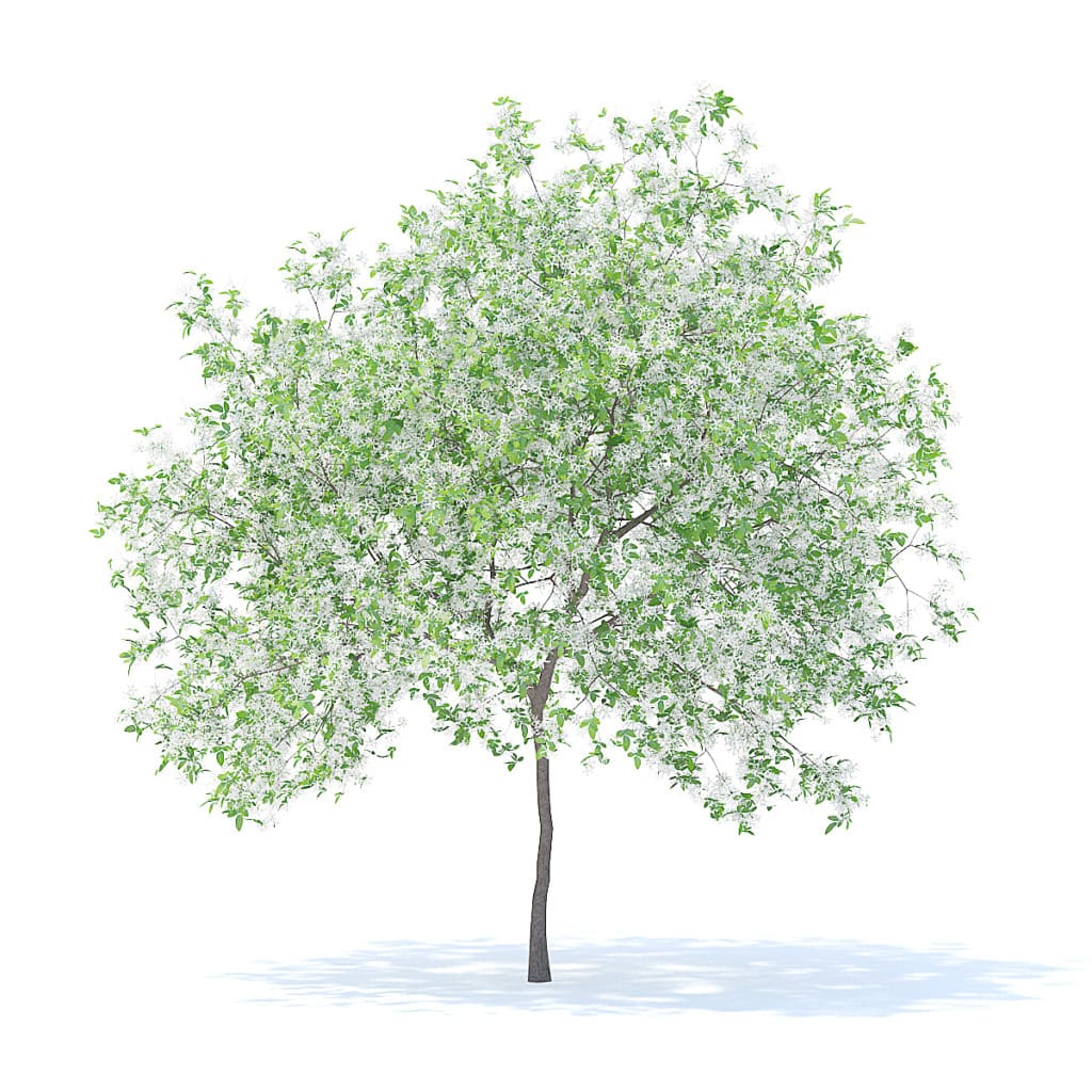 Lemon Tree with Flowers 3D Model 4.4m