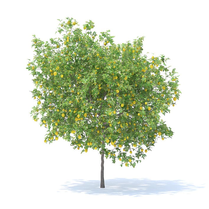 Lemon Tree with Fruits 3D Model 4.4m