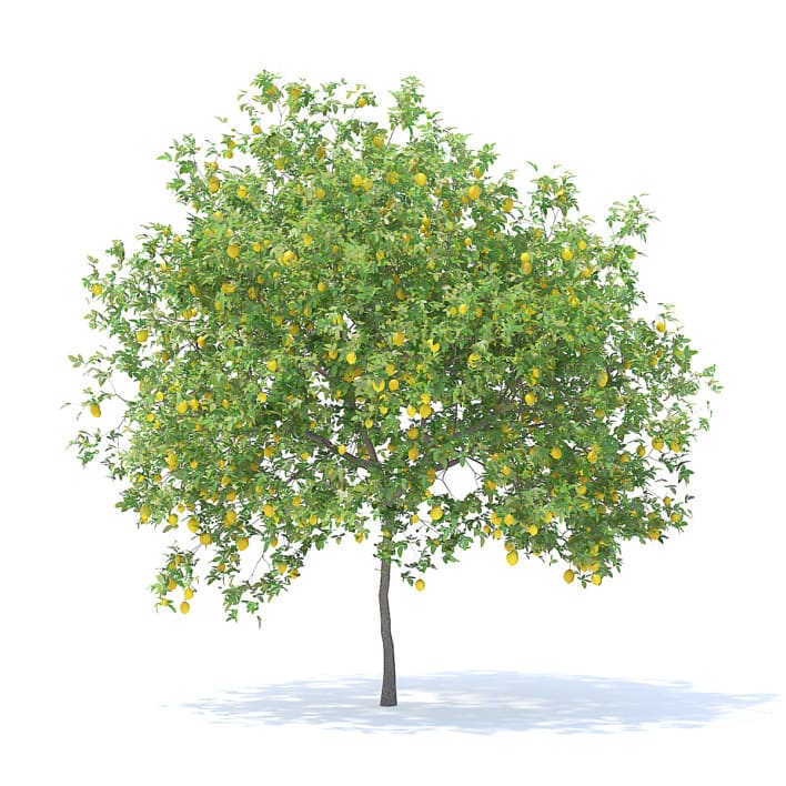 Lemon Tree with Fruits 3D Model 4.4m