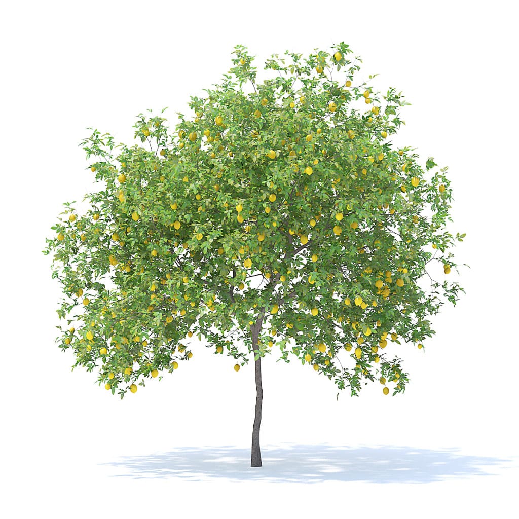 Lemon Tree with Fruits 3D Model 4.4m
