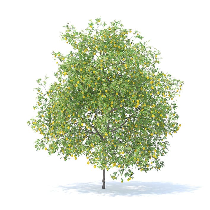 Lemon Tree with Fruits 3D Model 6m