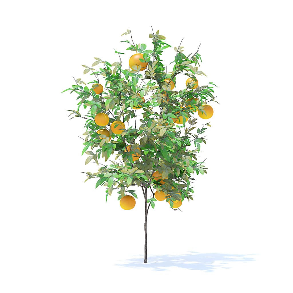 Orange Tree with Fruits 3D Model 1.6m