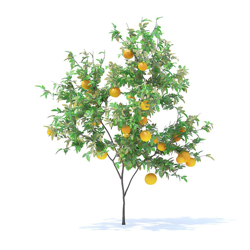Orange Tree with Fruits 3D Model 2.1m