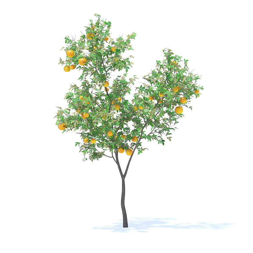 Orange Tree with Fruits 3D Model 3.4m