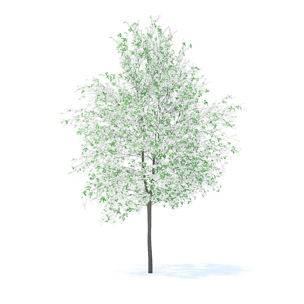 Orange Tree with Flowers 3D Model 6m