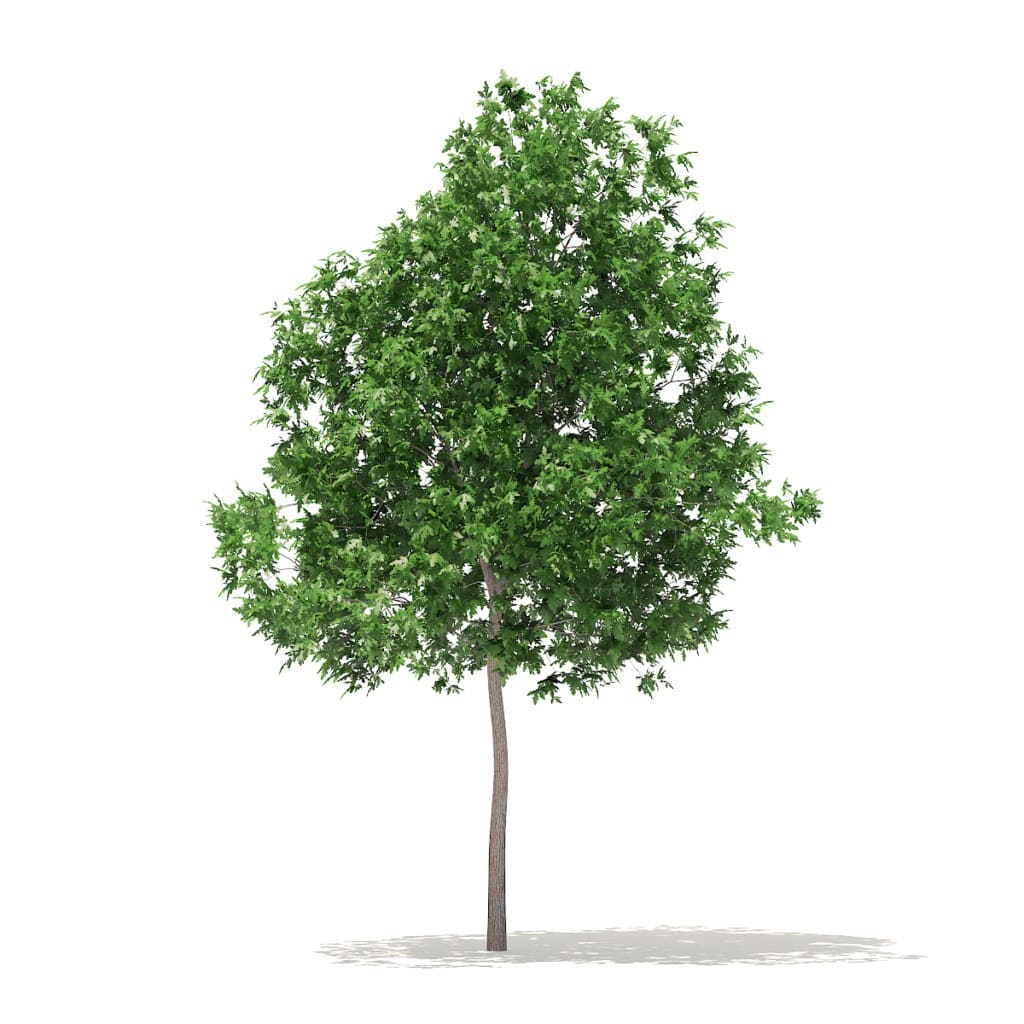 Trees 3D Models Collection Volume 100 | CGAxis 3D Models Store