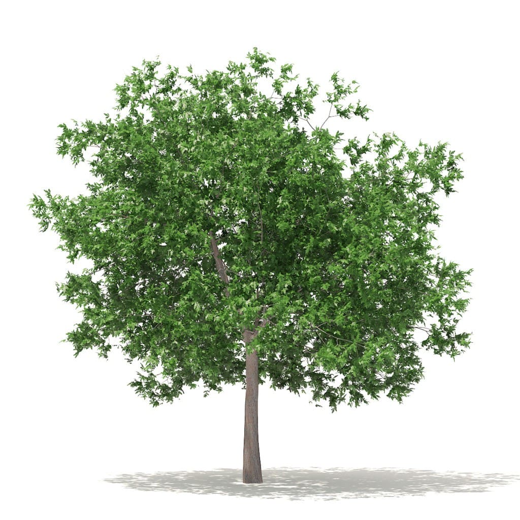 Trees 3D Models Collection Volume 100 | CGAxis 3D Models Store