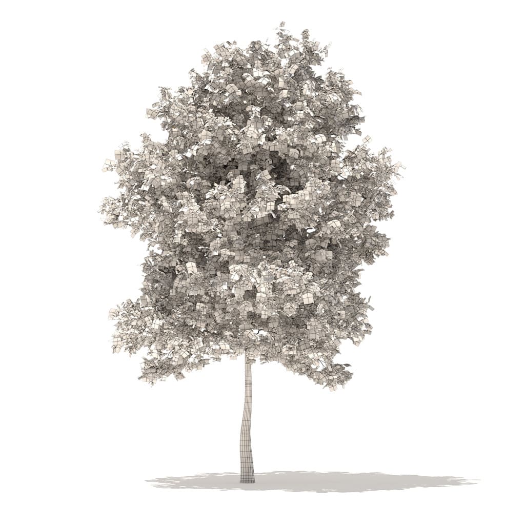 Sugar Maple 3D Model 7.3m