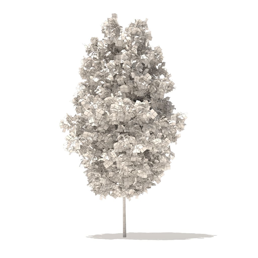 Quaking Aspen 3D Model 3.6m
