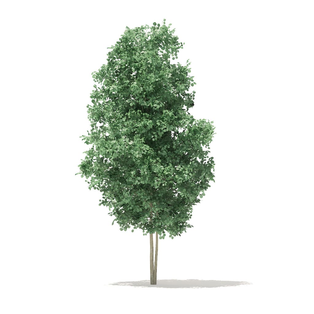 Quaking Aspen 3D Model 3.6m