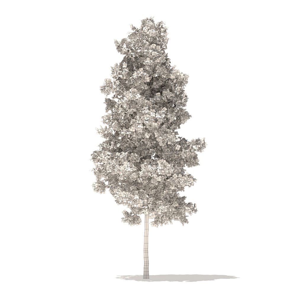 Quaking Aspen 3D Model 5.6m