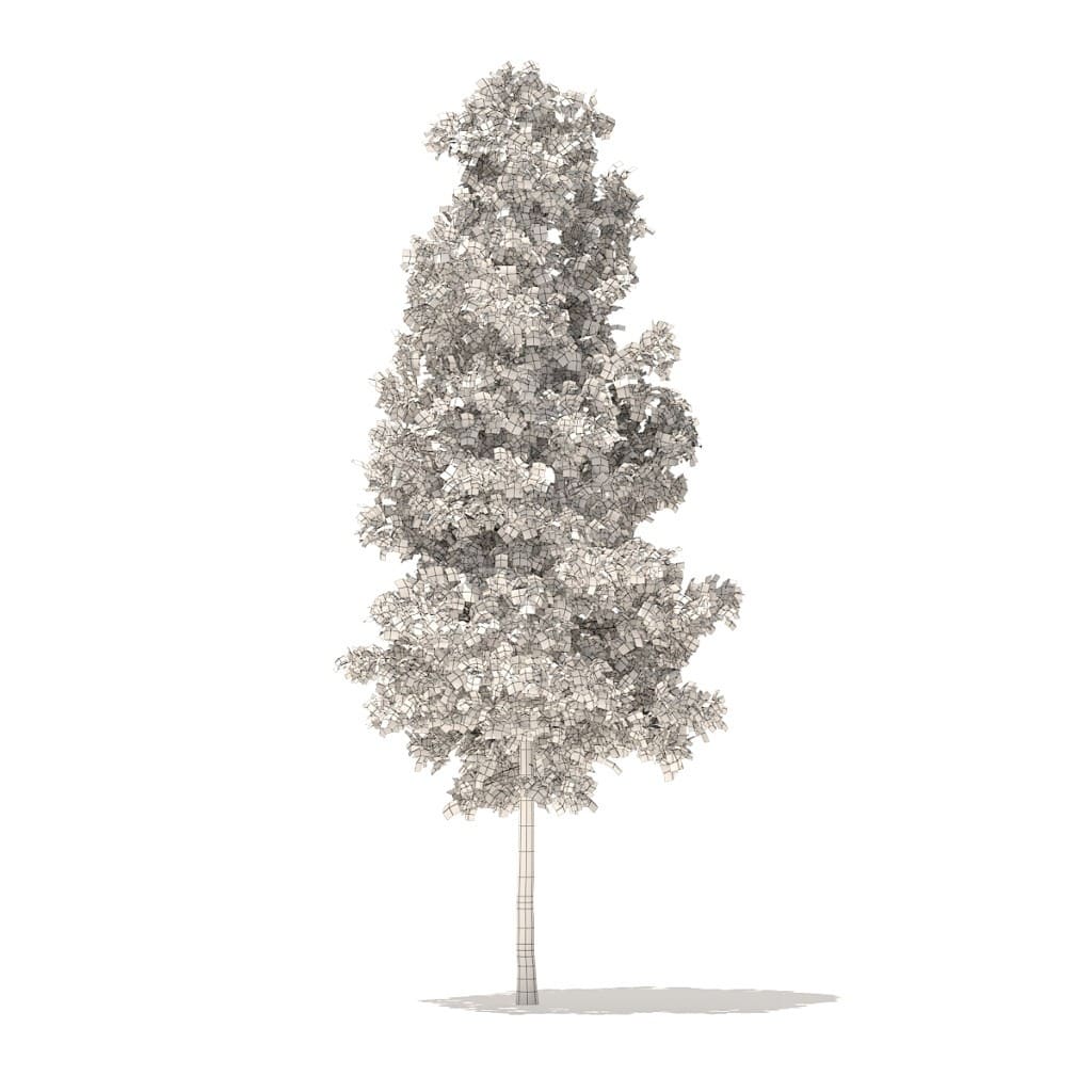 Quaking Aspen 3D Model 5.6m