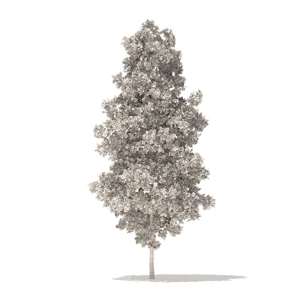 Quaking Aspen 3D Model 7m