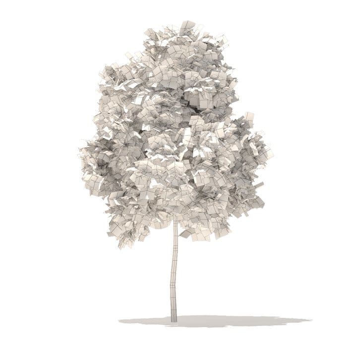 American Elm 3D Model 2.2m
