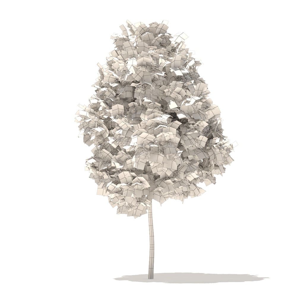 American Elm 3D Model 2.2m