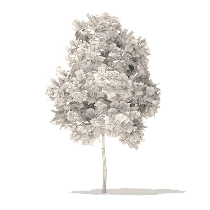American Elm 3D Model 2.2m
