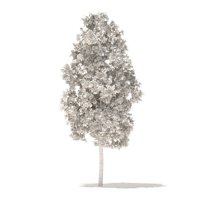 American Elm 3D Model 3.3m