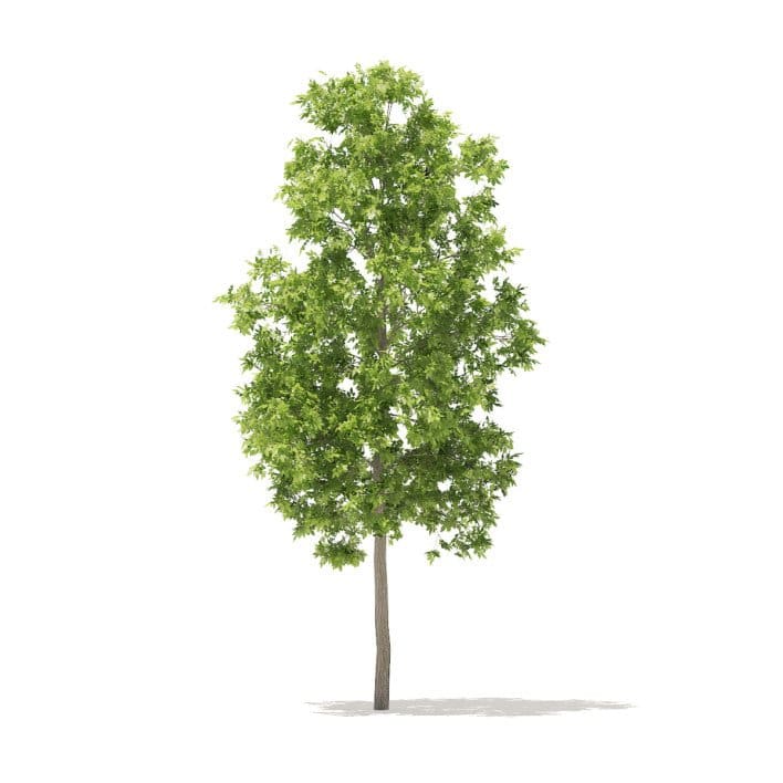 American Elm 3D Model 3.3m