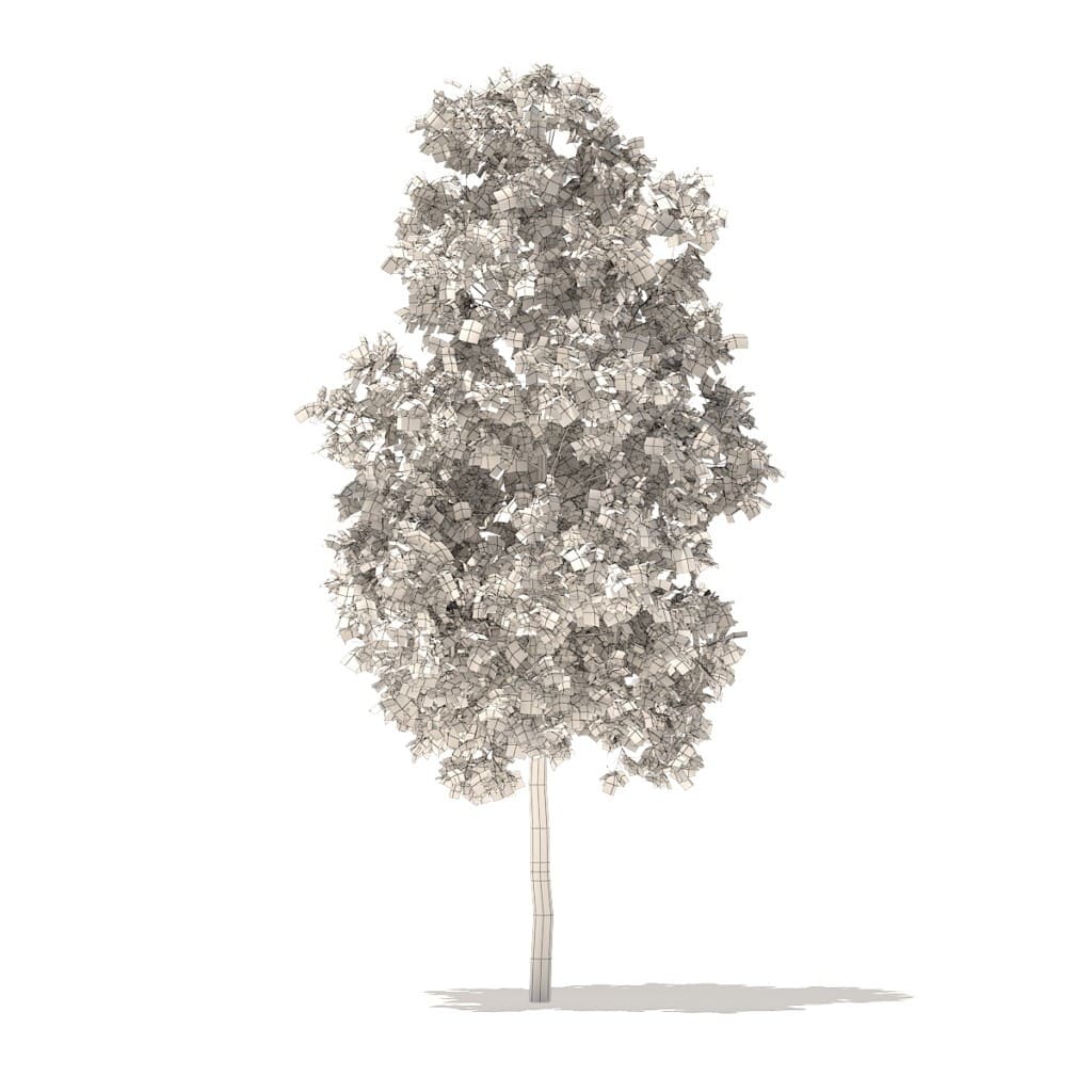 American Elm 3D Model 3.3m