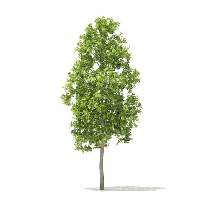 American Elm 3D Model 3.3m