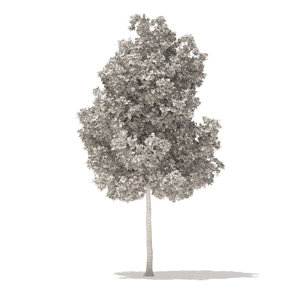 American Elm 3D Model 6.2m