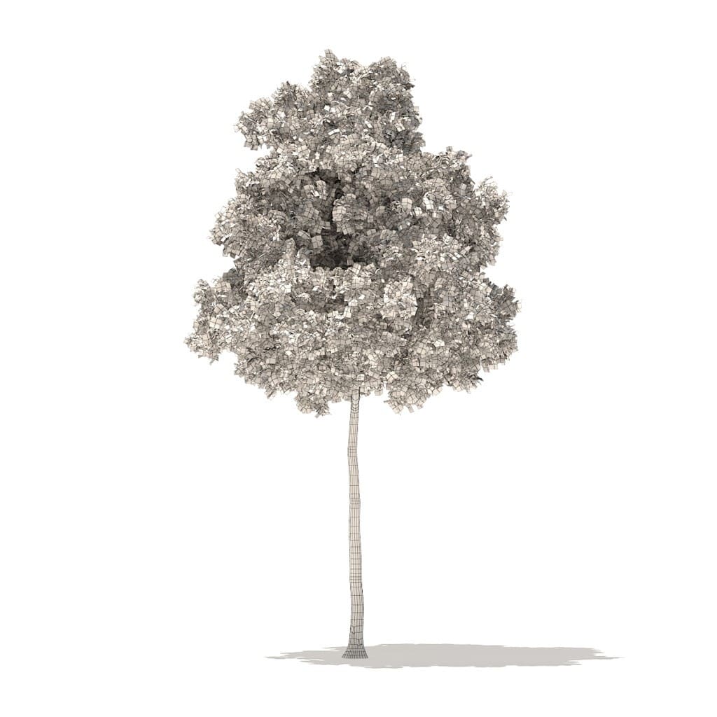 American Elm 3D Model 7m