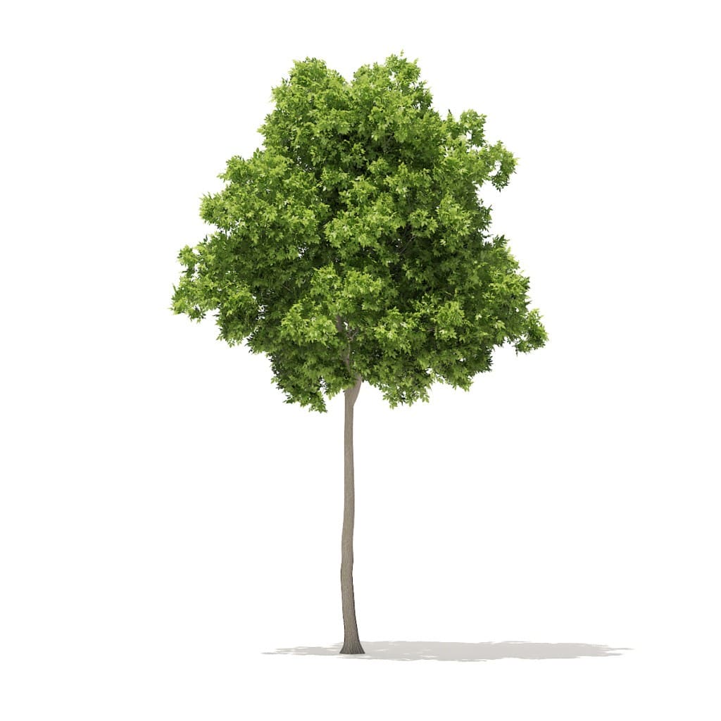 American Elm 3D Model 7m