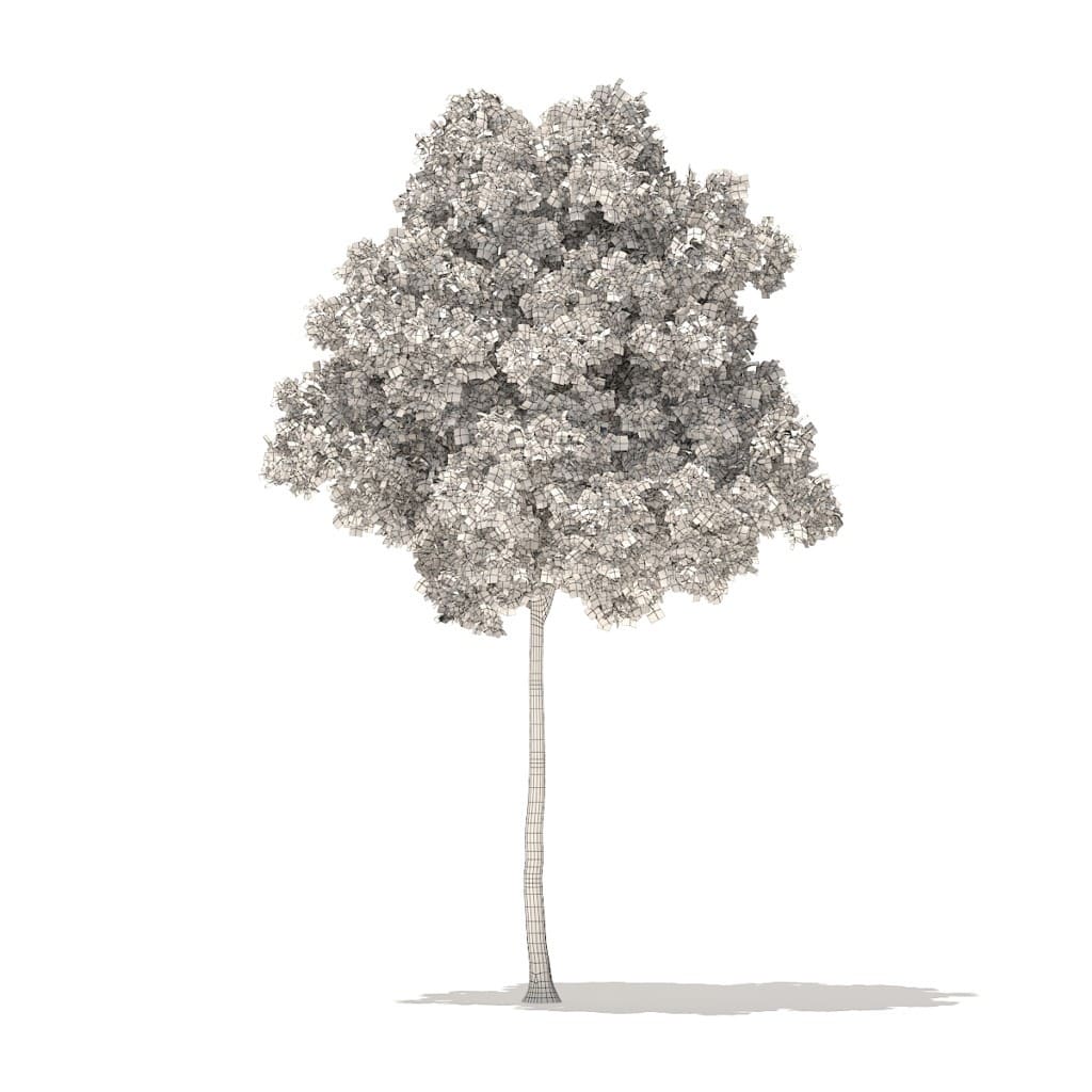 American Elm 3D Model 7m