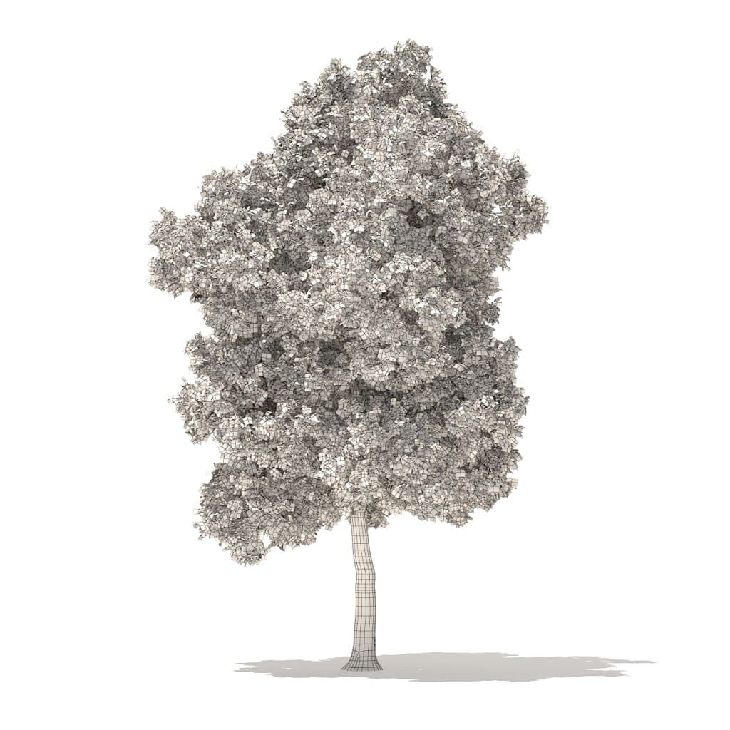 American Elm 3D Model 8.5m