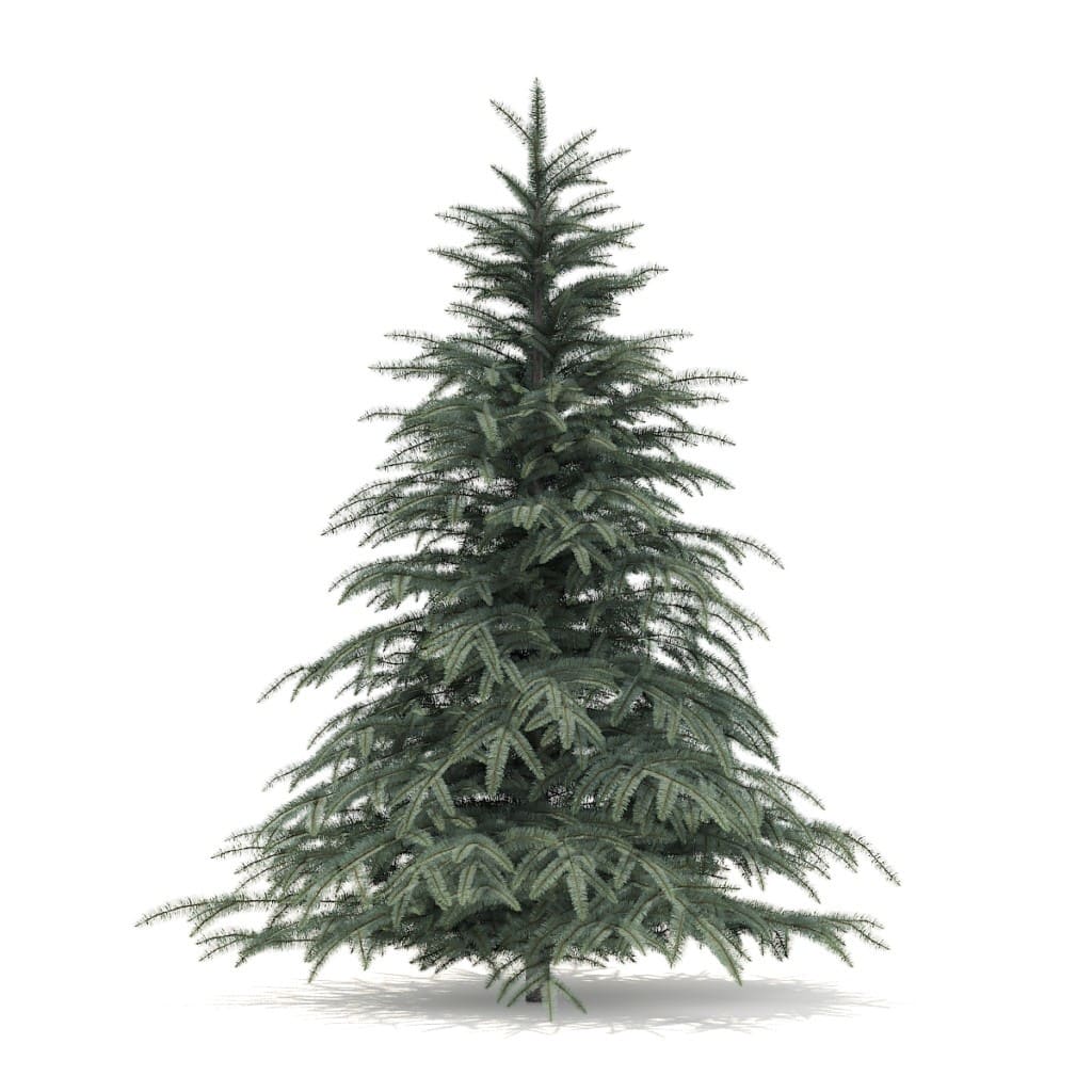 Spruce Tree 3D Model 2.3m