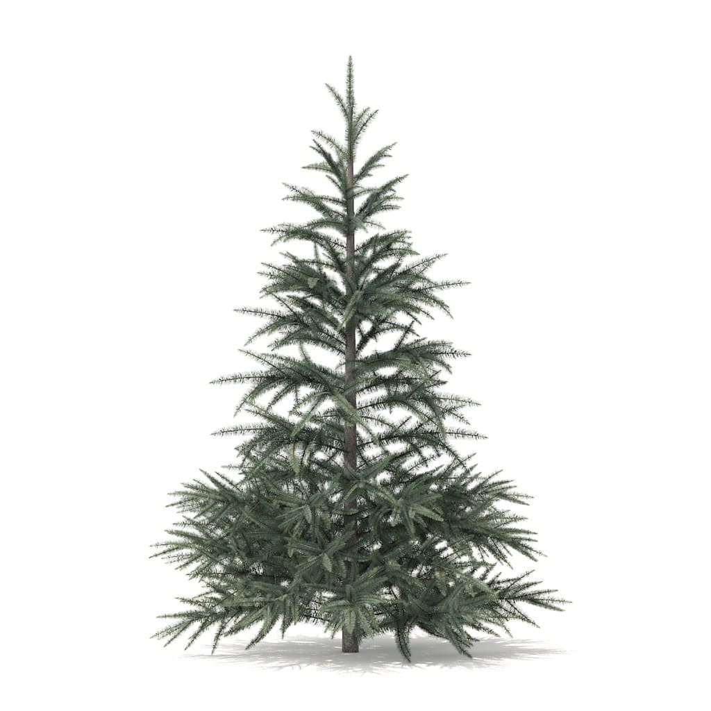 Spruce Tree 3D Model 1.5m