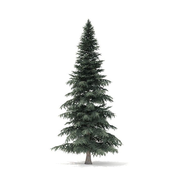 Spruce Tree 3D Model 8m
