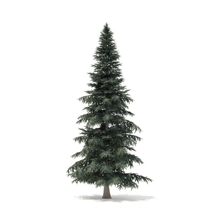 Spruce Tree 3D Model 8m